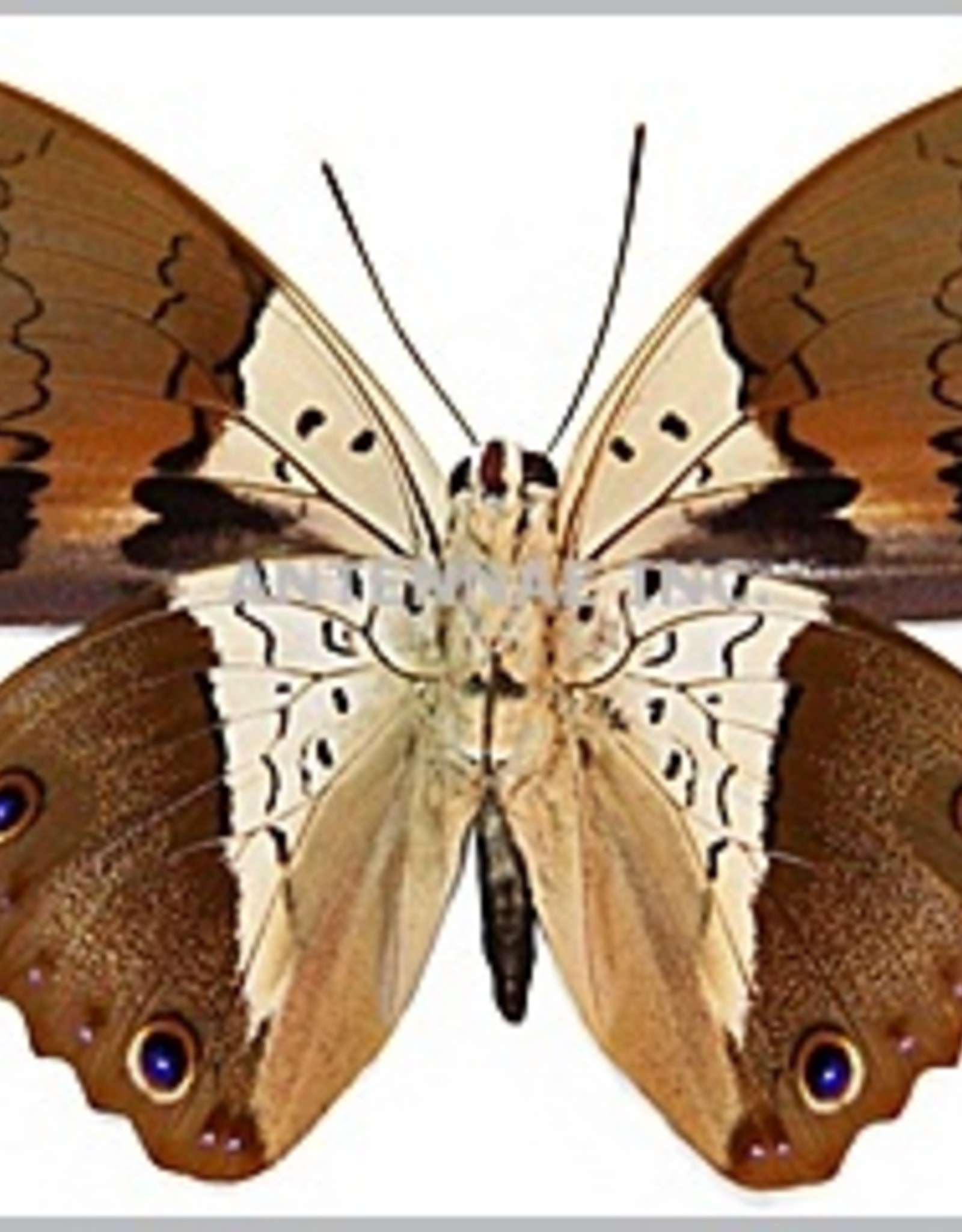 Prepona (Archeoprepona) dexamenes dexamenes M A1 Peru - Butterfly Art Inc.