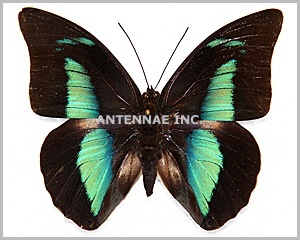 Prepona (Archeoprepona) amphimachus symaithus M A1 Bolivia - Butterfly ...