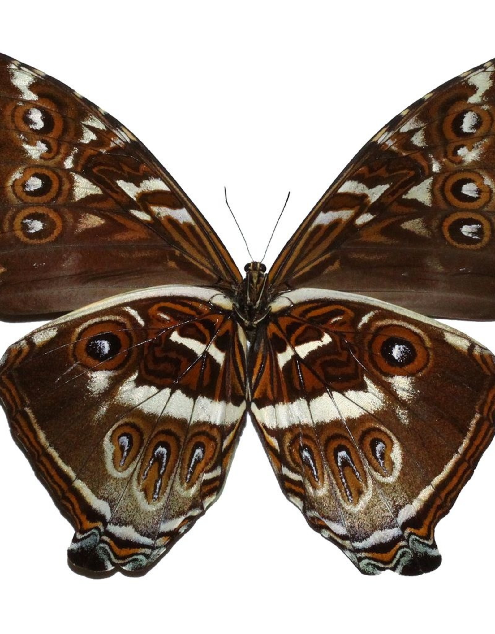 Morpho cisseis phadena - orange form M A1 Peru - Butterfly Art Inc.