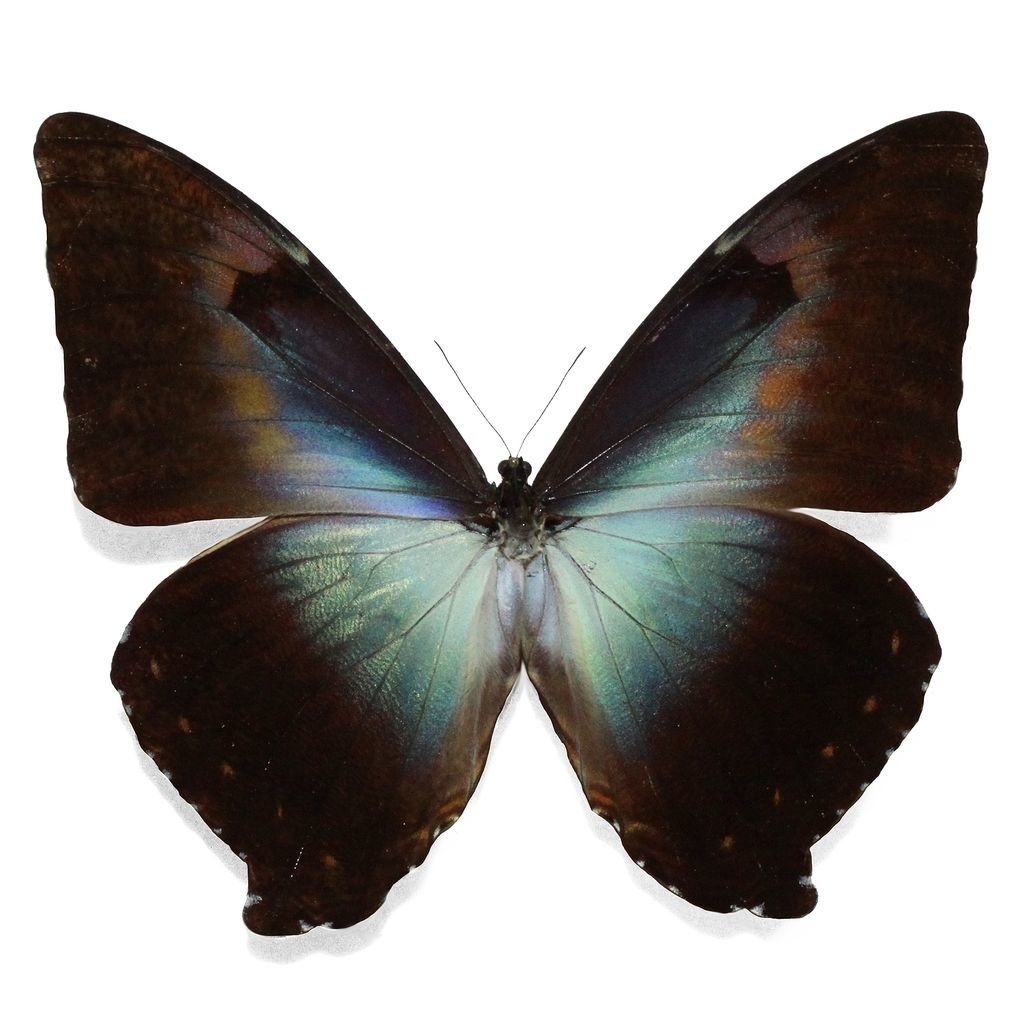 Morpho cisseis gahua/phadena - blue AND orange-combined form M A1 Peru ...