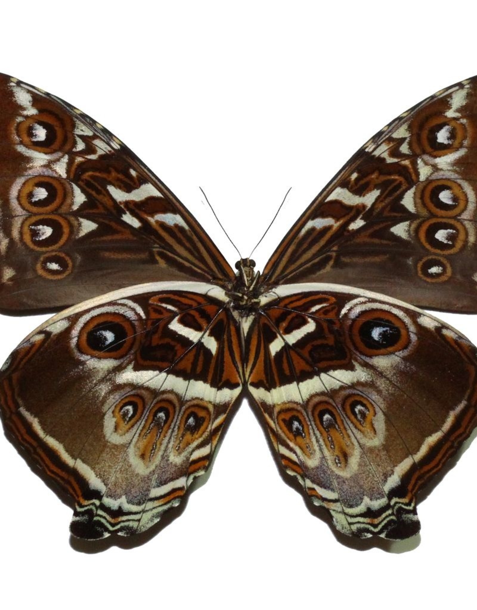 Morpho cisseis gahua/phadena - blue/orange-combined form M A1 Peru ...