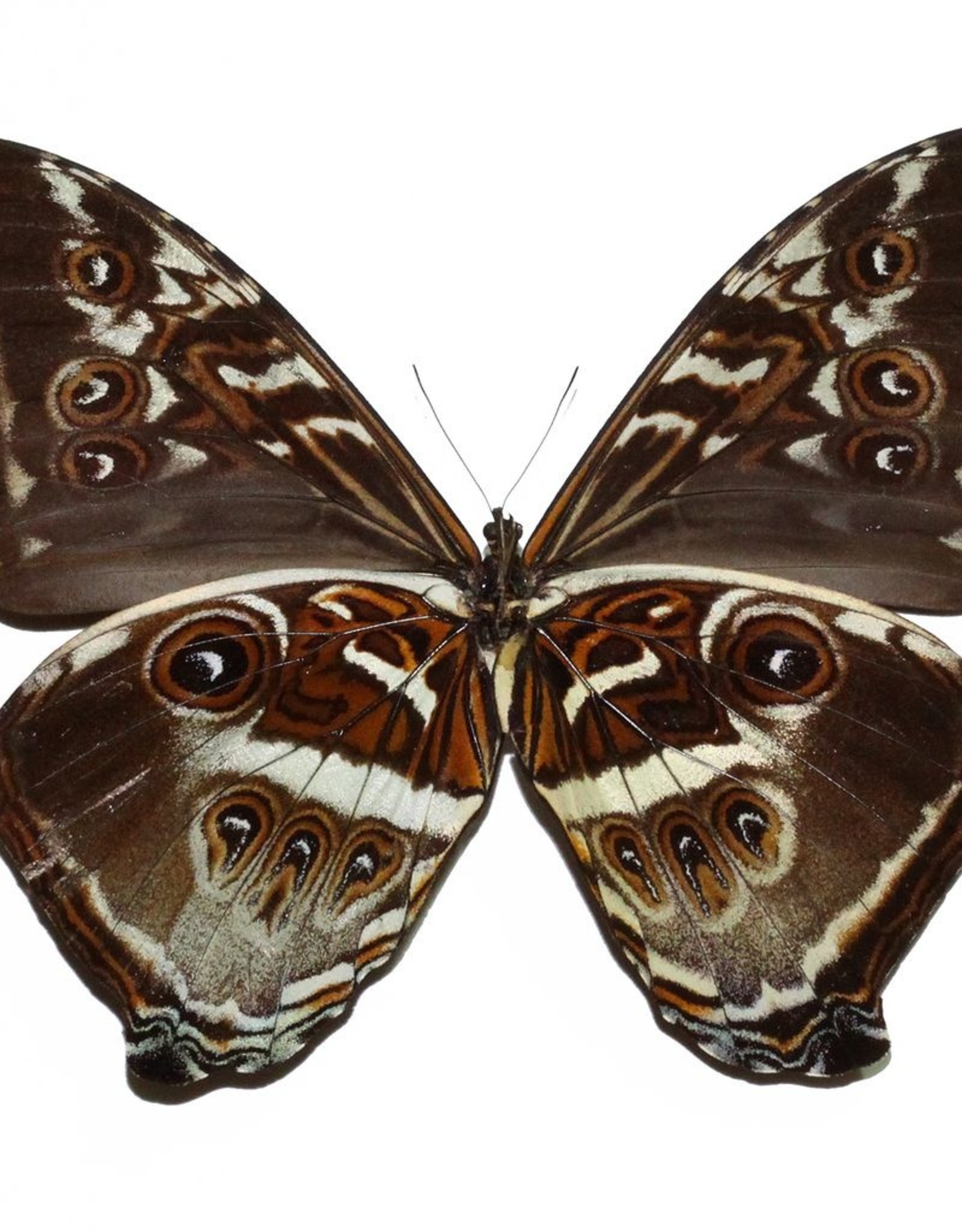 Morpho cisseis gahua/phadena - blue/orange-combined form M A1 Peru ...