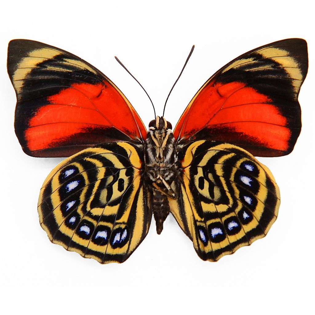 Agrias amydon tryphon M A1/A1- Peru - Butterfly Art Inc.