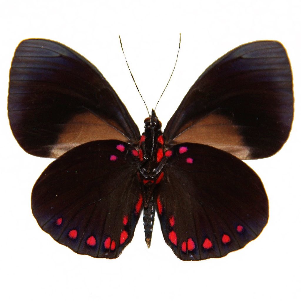 Hamadryas laodamia laodamia M A1 Peru - Butterfly Art Inc.