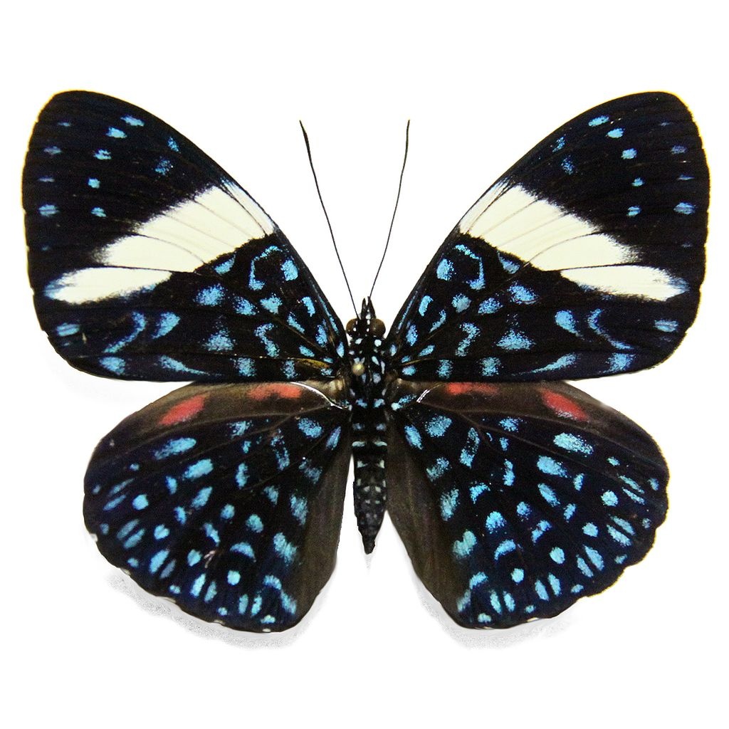 Hamadryas laodamia laodamia PAIR A1 Peru - Butterfly Art Inc.