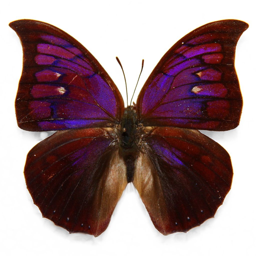 Anaea tyrianthina F A1 Peru - Butterfly Art Inc.