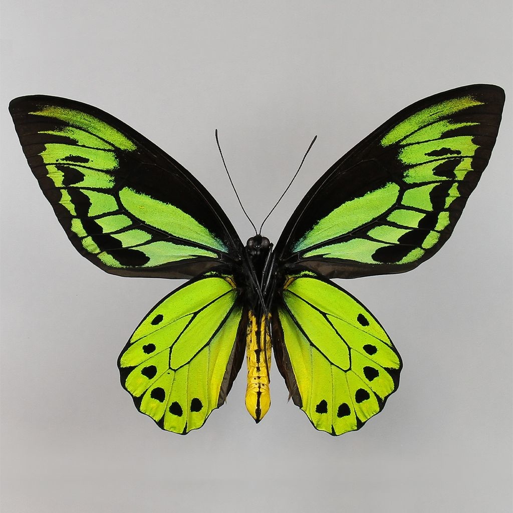Ornithoptera allotei F A1 Indonesia - Butterfly Art Inc.