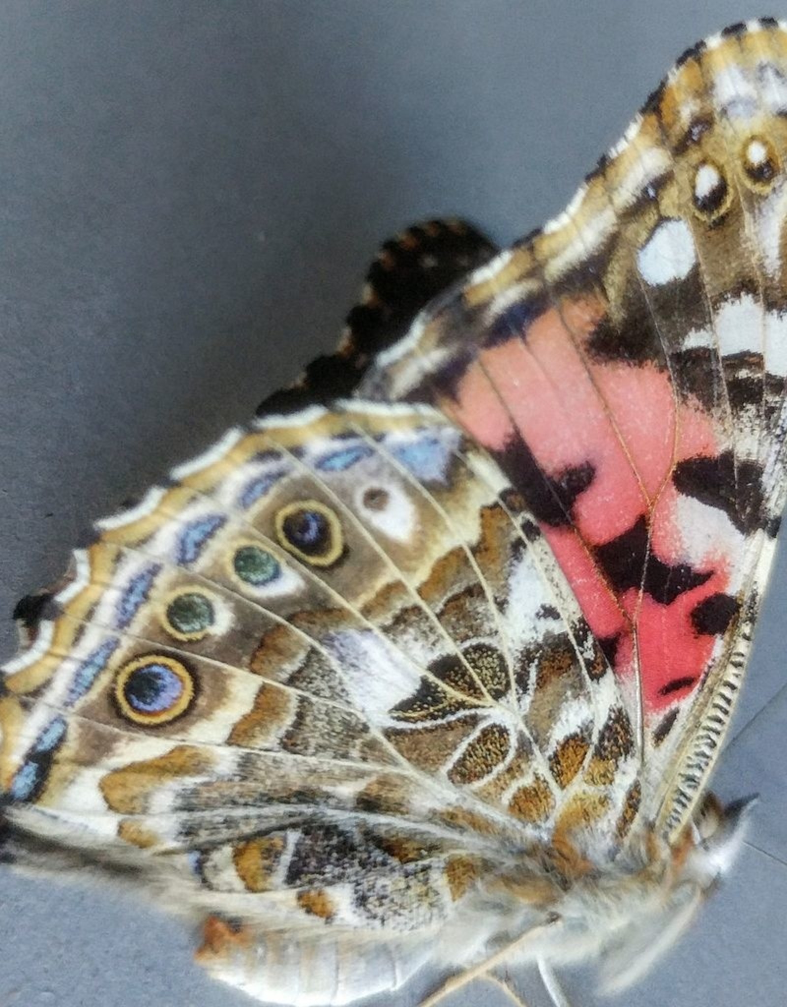 Vanessa cardui F A1 Canada - Butterfly Art Inc.