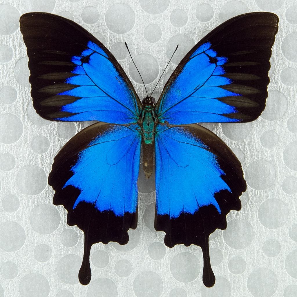 Papilio Ulysses Butterfly