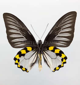 Troides - Butterfly Art Inc.