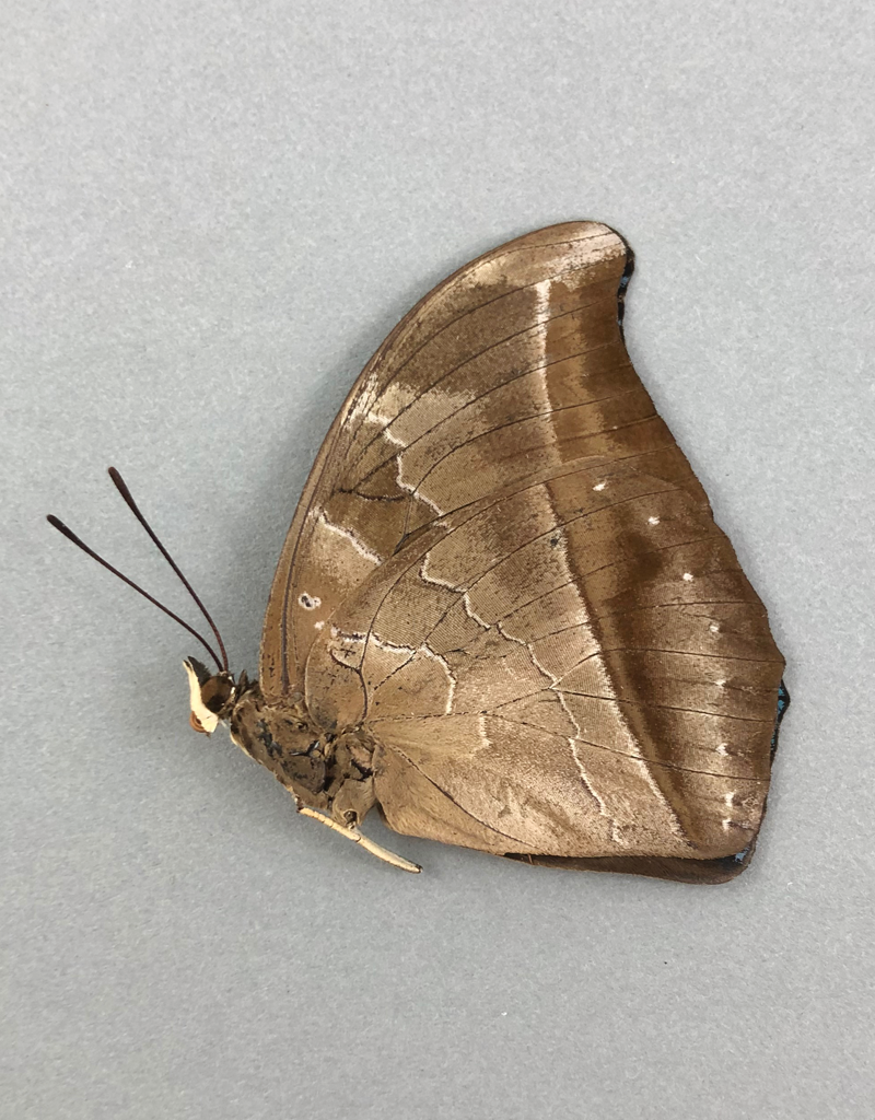 Charaxes doubledayi M A1 CAR - Butterfly Art Inc.