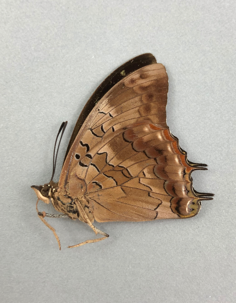 Charaxes cedreatis F A1 RCA - Butterfly Art Inc.