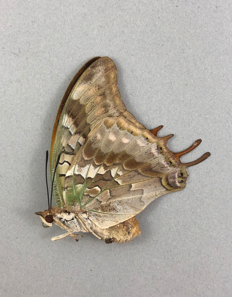 Charaxes candiope F A1/A1- CAR - Butterfly Art Inc.