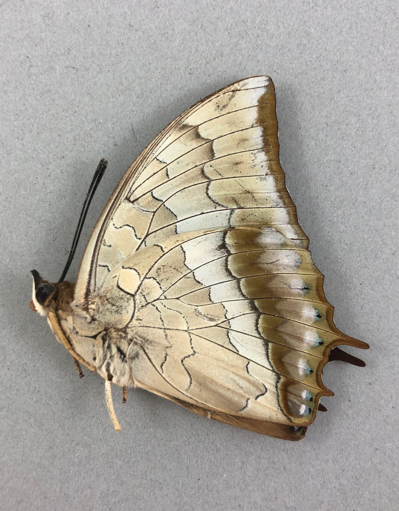 Charaxes plateni M A1 Indonesia - Butterfly Art Inc.