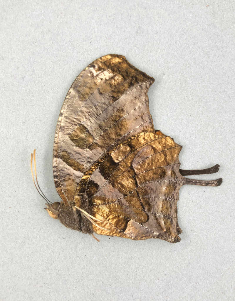 Consul (Anaea) fabius butteri = drurii M A1 Peru - Butterfly Art Inc.