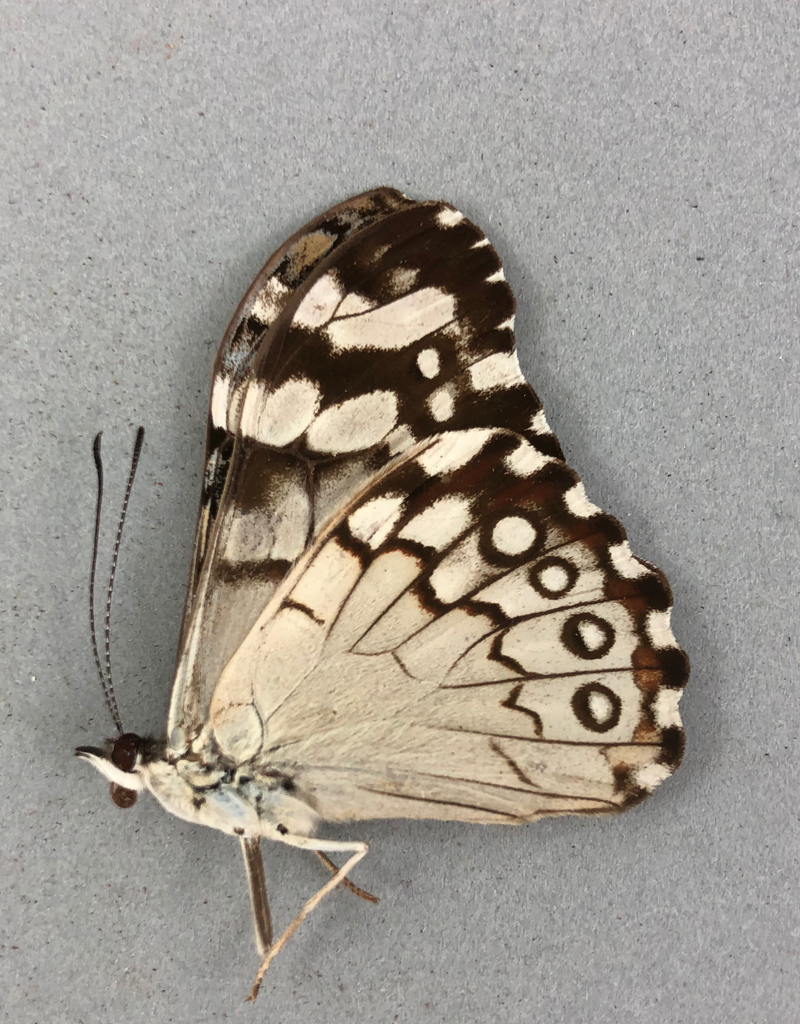 Hamadryas iphthime M A1 Brazil - Butterfly Art Inc.