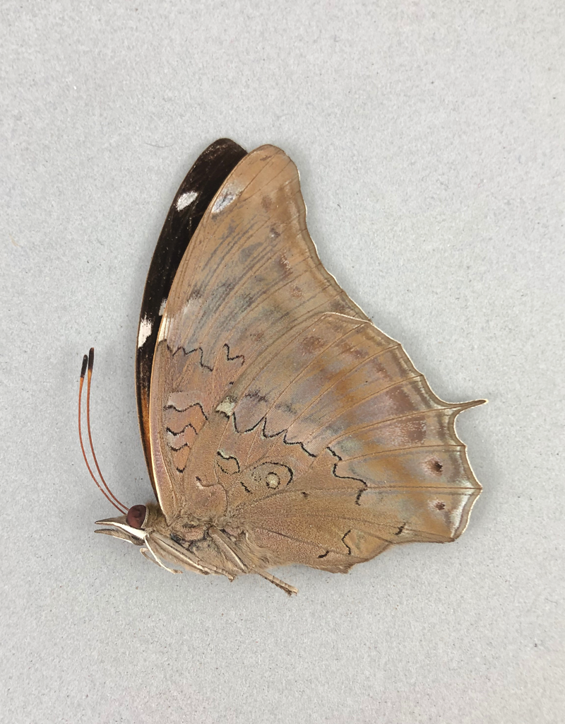 Historis acheronta M A1 Peru - Butterfly Art Inc.