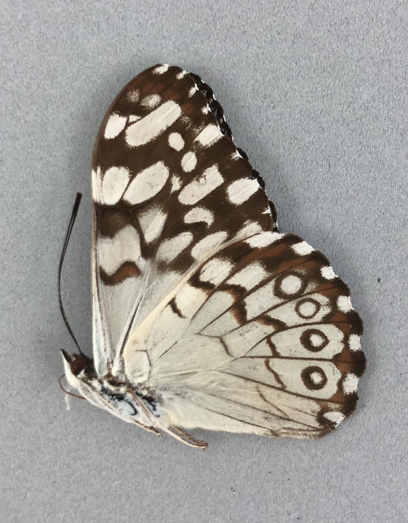 Hamadryas epinome = florentia M A1 Peru - Butterfly Art Inc.