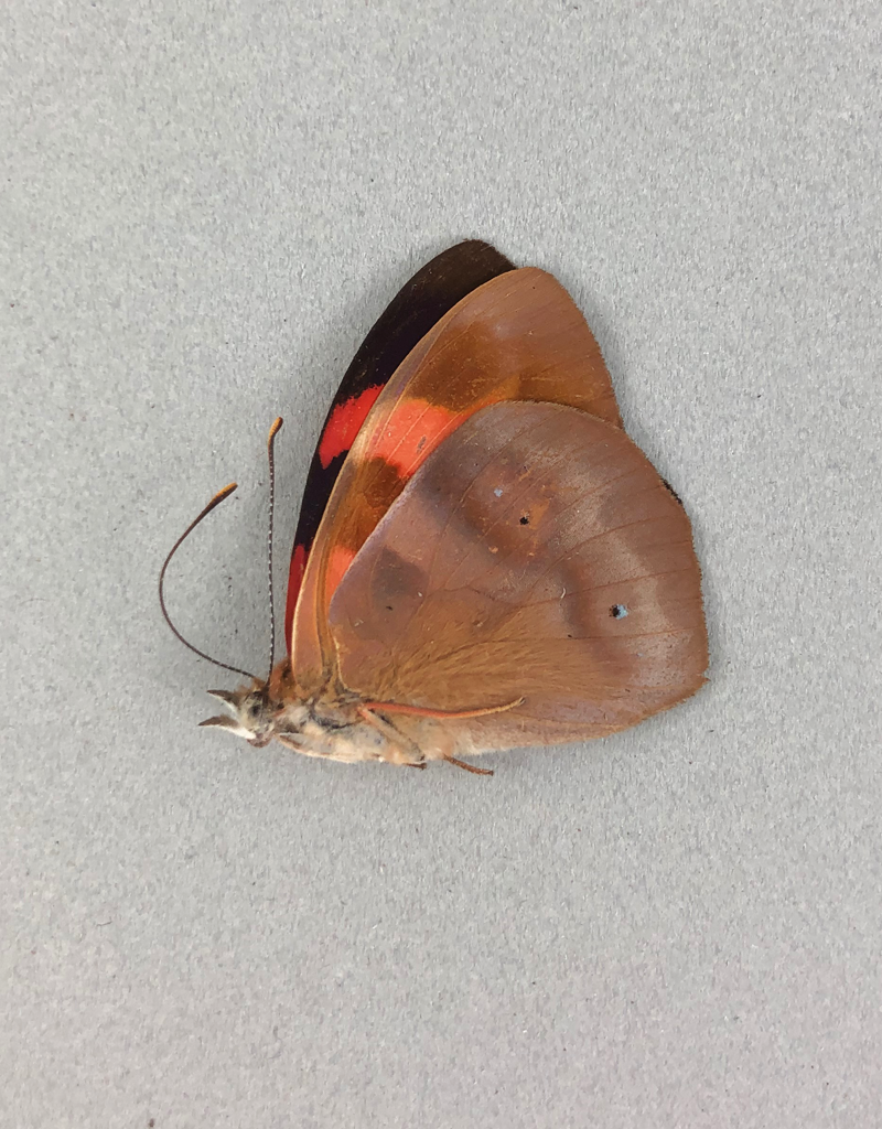 Temenis pulchra f. dilutior M A1 Peru - Butterfly Art Inc.