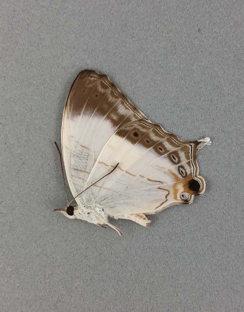 Cyrestis themire M A1 Philippines - Butterfly Art Inc.