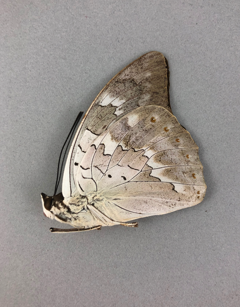 Prepona (Archeoprepona) demophoon lyde M A1 Bolivia - Butterfly Art Inc.