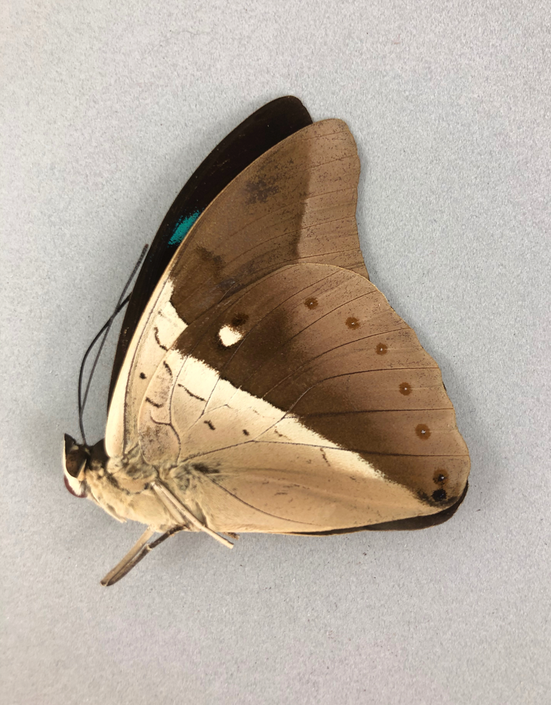 Prepona (Archeoprepona) meander megabates M A1 Bolivia - Butterfly Art Inc.