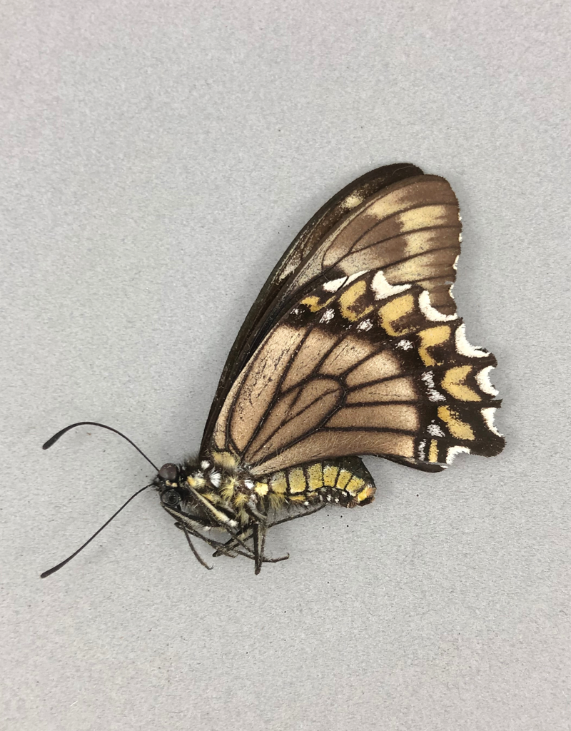 Battus madyes tucumanus F A1/A1- Argentina - Butterfly Art Inc.