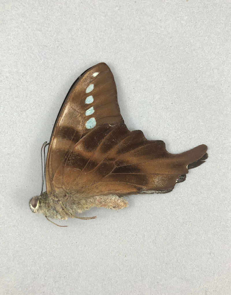 Graphium codrus gabriellae M A1- PNG - Butterfly Art Inc.