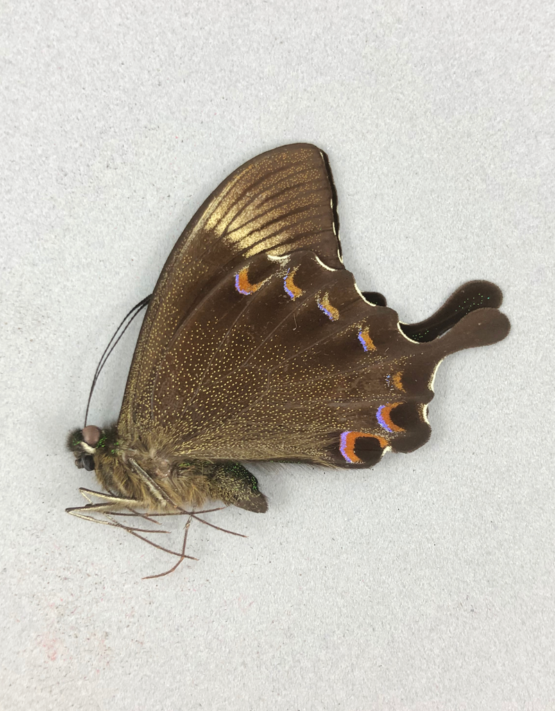 Papilio paris detanii M A1 Indonesia - Butterfly Art Inc.