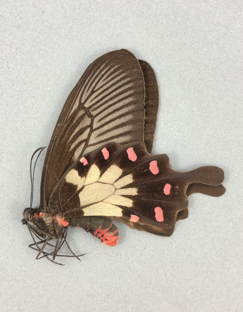 Pachliopta pandiyana F A1- India - Butterfly Art Inc.