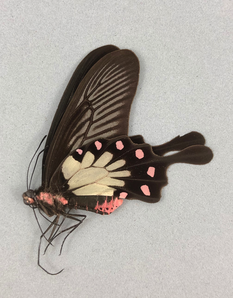Pachliopta pandiyana PAIR A2 India - Butterfly Art Inc.