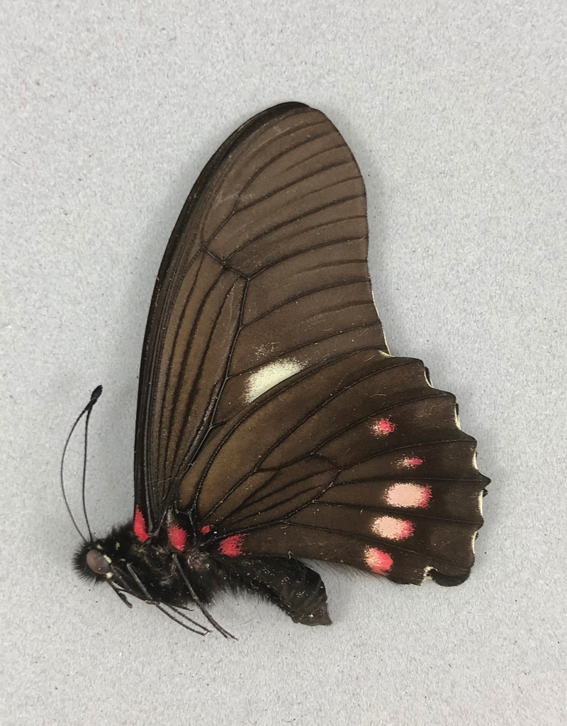 Eurytides harmodius inaus M A1 Peru - Butterfly Art Inc.