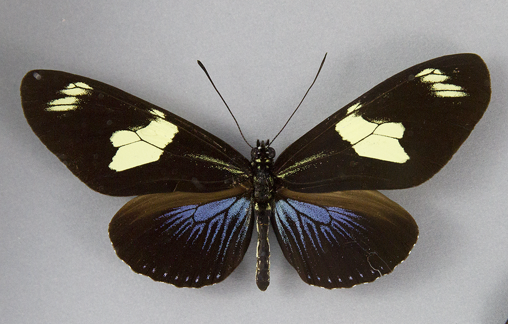 Heliconius doris f. doris M A1 Peru - Butterfly Art Inc.