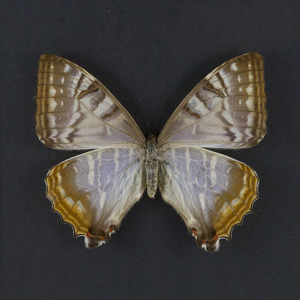 Morpho sulkowskyi selenaris F A1 Peru - Butterfly Art Inc.