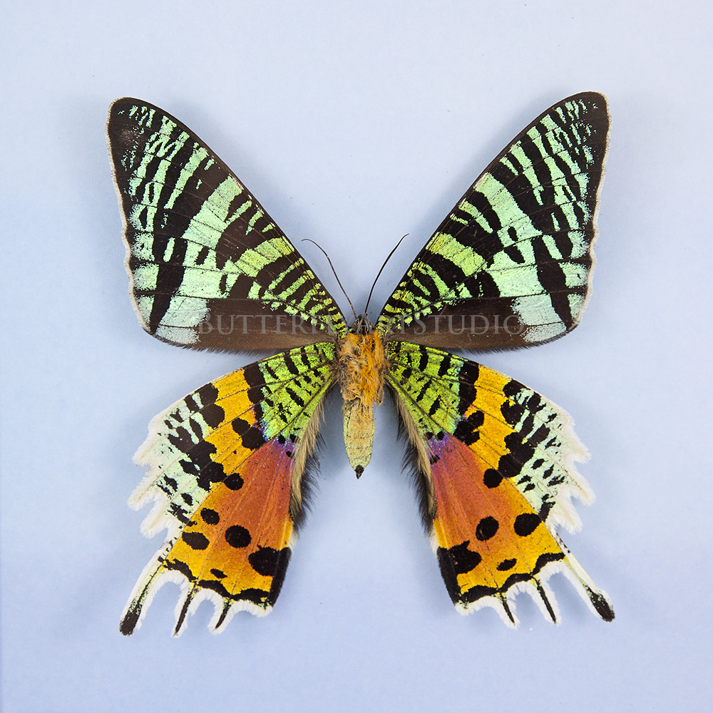 Urania (Chrysiridia) ryphaeus M A1 Madagascar - Butterfly Art Inc.