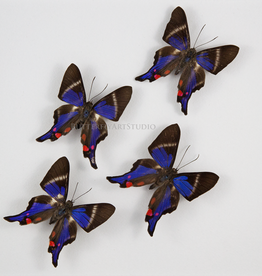 Riodinidae - Butterfly Art Inc.