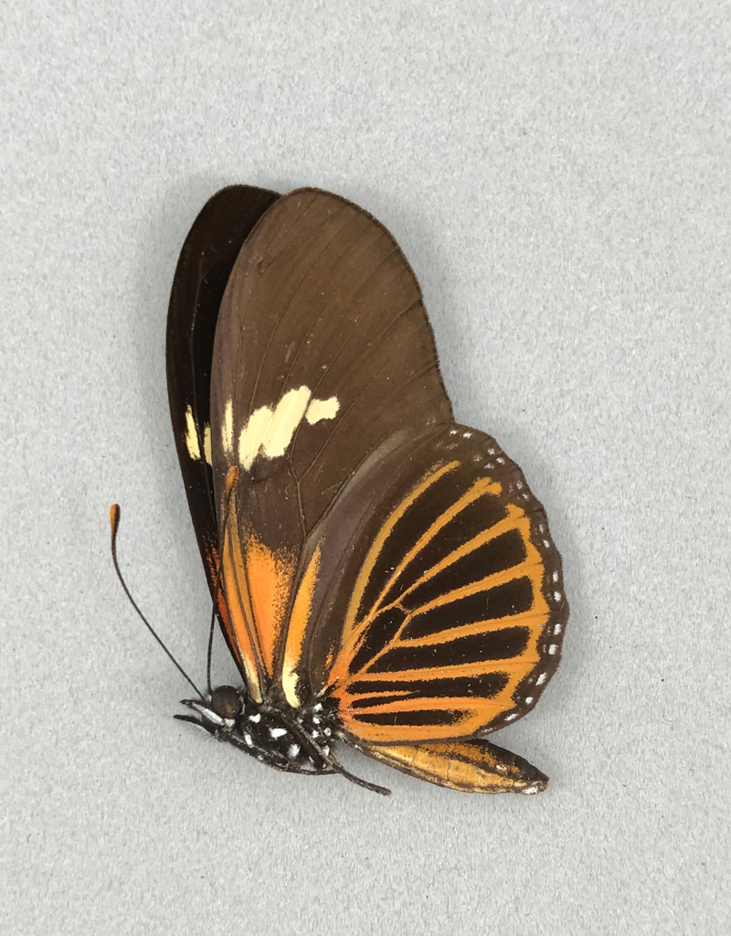 Eueides tales f. franciscus M A1 Peru - Butterfly Art Inc.