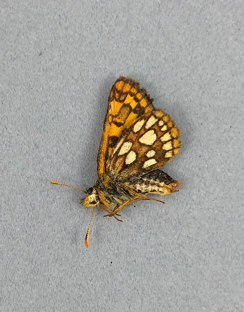 Carterocephalus palaemon mandan M A1 Canada - Butterfly Art Inc.