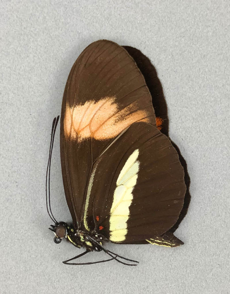 Heliconius melpomene amaryllis M A1 Peru - Butterfly Art Inc.