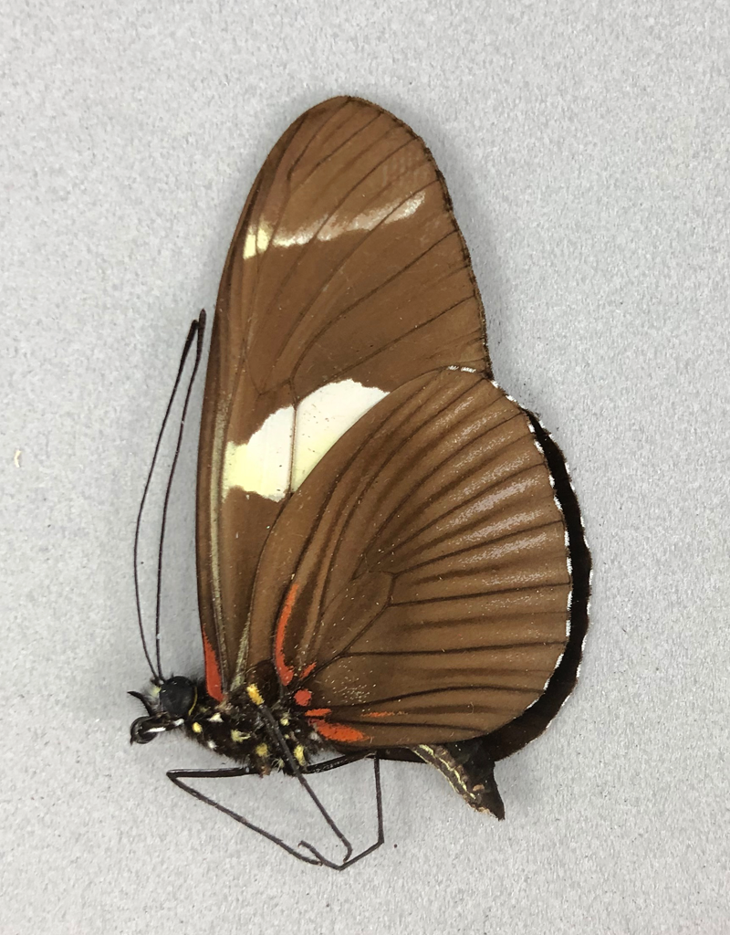 Heliconius wallacei f. flavescens M A1 Peru - Butterfly Art Inc.