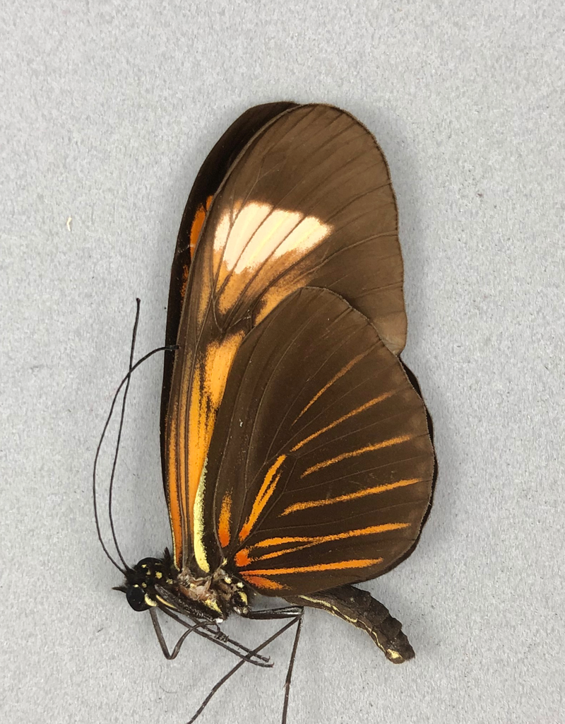 Heliconius melpomene HYBRID M A1 Peru - Butterfly Art Inc.