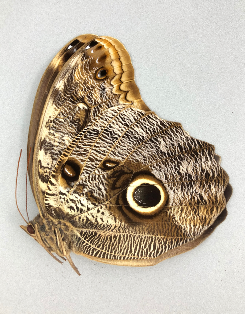 Caligo brasiliensis M A1 Brazil - Butterfly Art Inc.