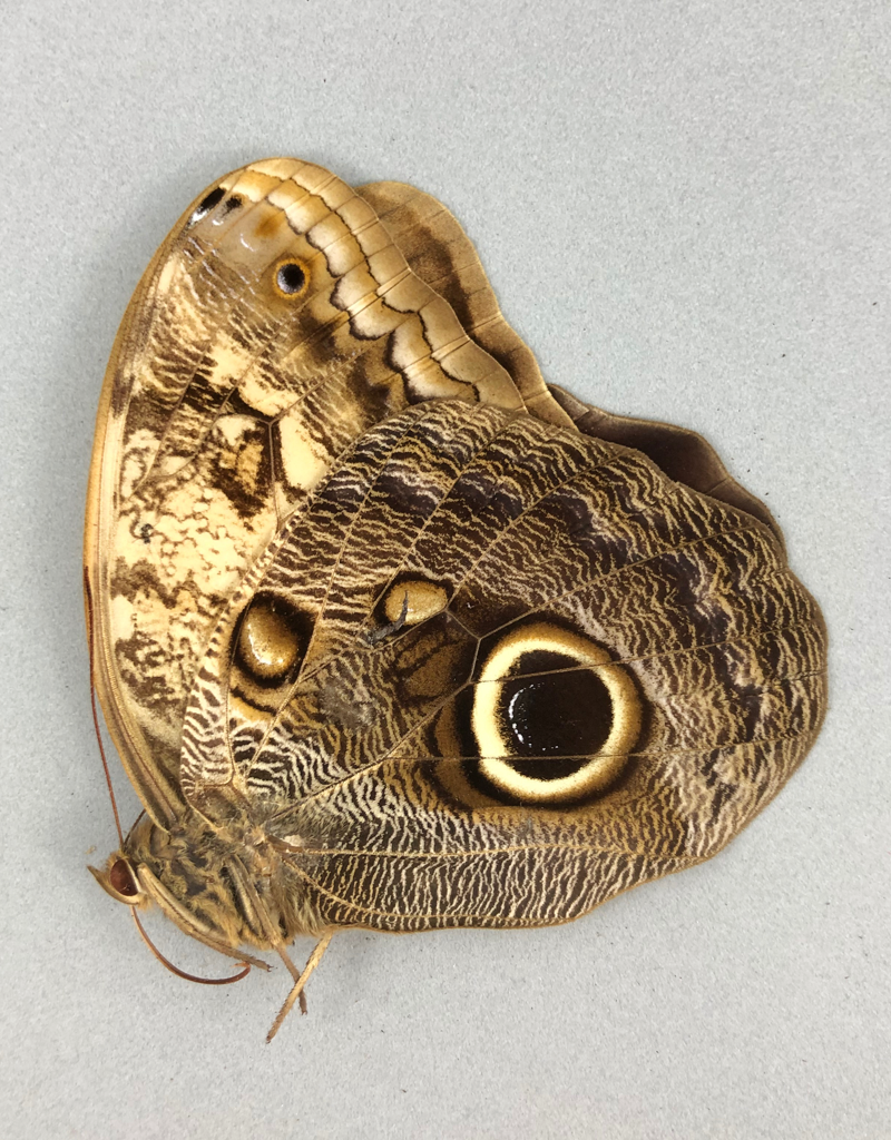 Caligo memnon memes M A1 Honduras - Butterfly Art Inc.