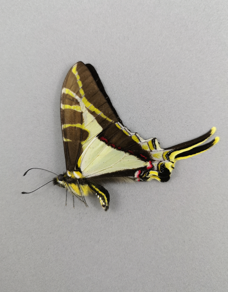 Eurytides calliste calliste M A1 Mexico - Butterfly Art Inc.