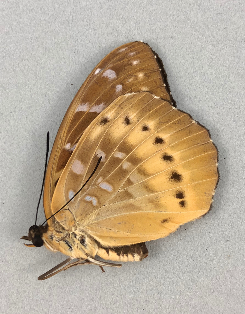 Lexias panopus boholensis F A1 Philippines - Butterfly Art Inc.