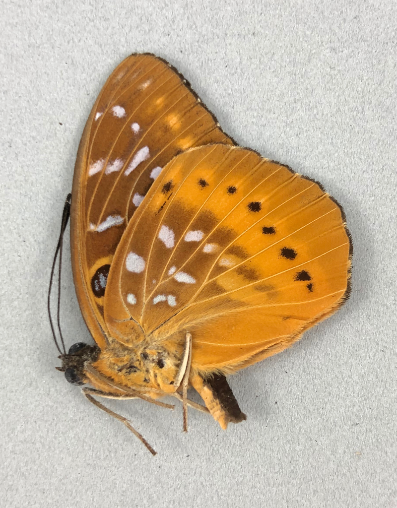 Lexias panopus boholensis M A1 Philippines - Butterfly Art Inc.