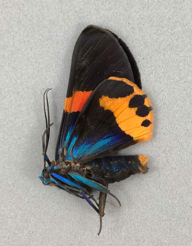 Milionia rawakensis M A1 Waigeo Isl., Indonesia - Butterfly Art Inc.