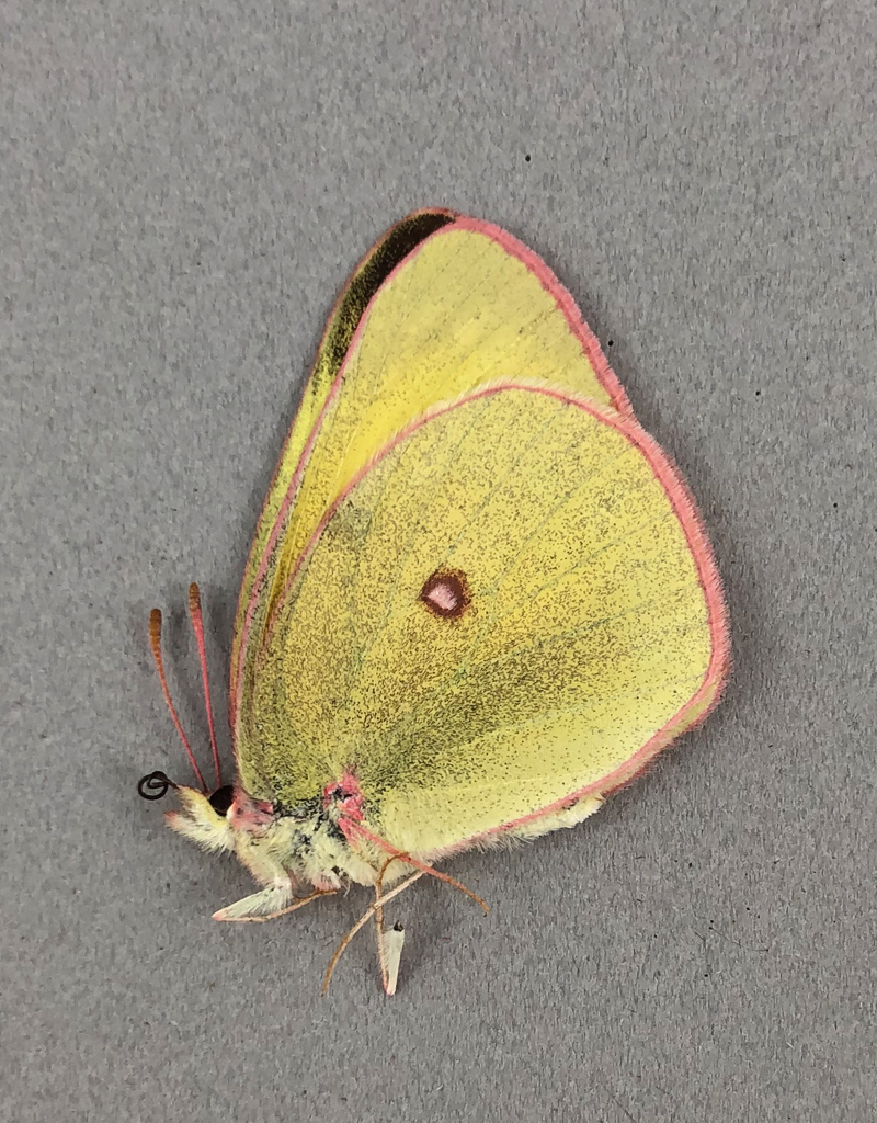 Colias interior M A1- Canada - Butterfly Art Inc.