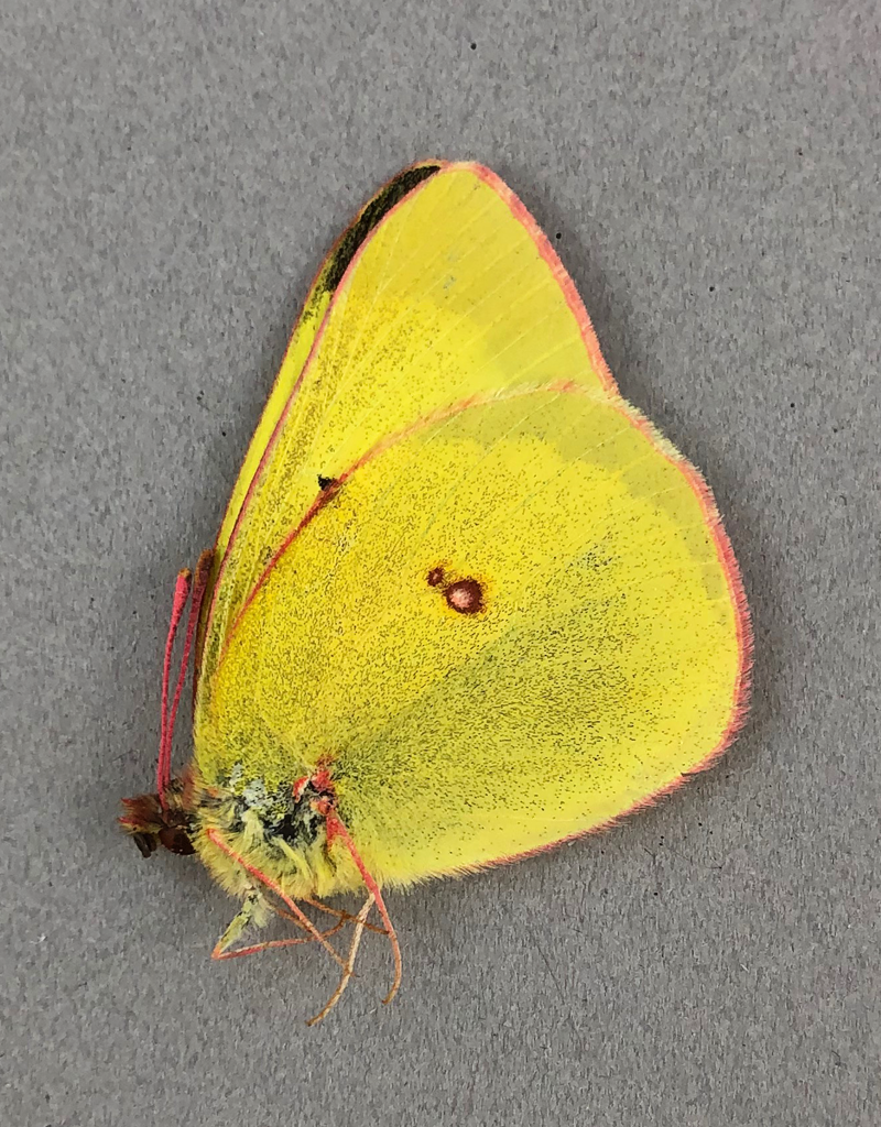 Colias gigantea mayi M A1 Alberta, Canada - Butterfly Art Inc.