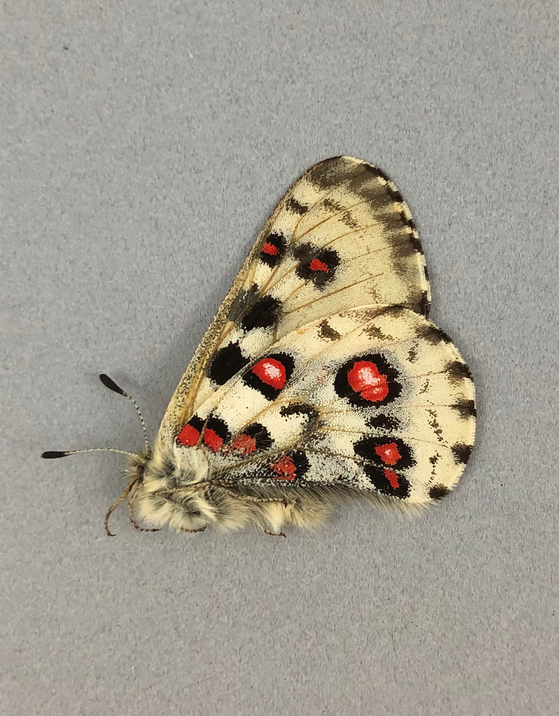 Parnassius nomion koiwayae M A1 Qinghai, China - Butterfly Art Inc.